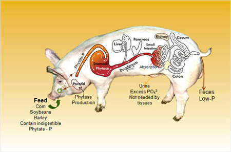 Super Pig, Bioengineered to Produce Eco-Friendly Waste | Foodiggity.com