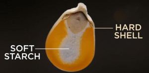 Popcorn’s Long History and The Science Behind Why It Pops – Foodiggity