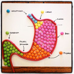 Candy Anatomy, A Med Student Creates A Sweet Way To Learn About The ...