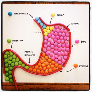 Candy Anatomy, A Med Student Creates A Sweet Way To Learn About The ...