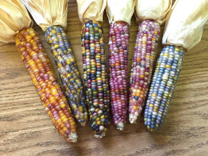 Rainbow Corn Makes For A Colorful Cob – Foodiggity