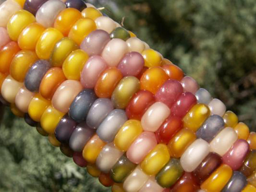 Rainbow Corn Makes For A Colorful Cob – Foodiggity